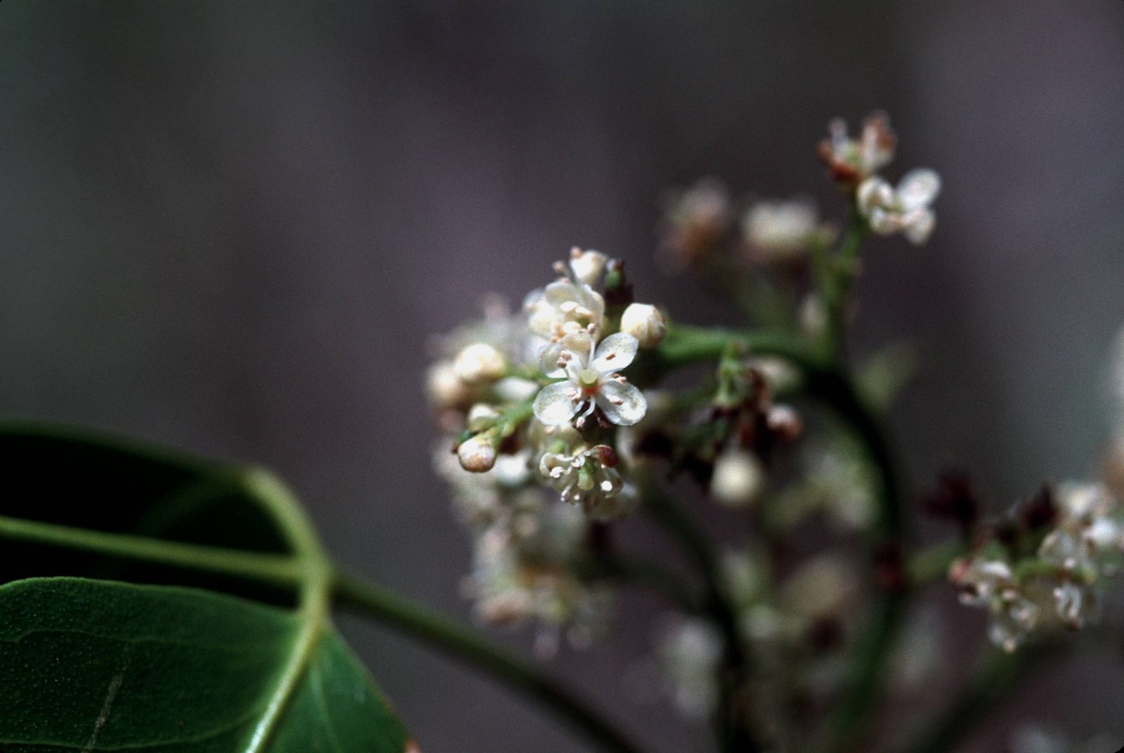 Blog – Plant Spirit Life